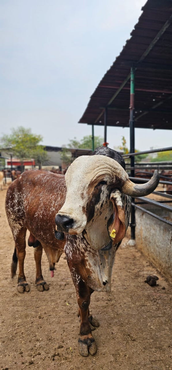 Milk: A Timeless Elixir | Hetha Organics LLP