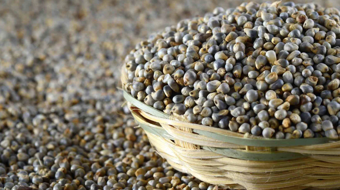 Pearl millet / Bajra Seeds | Hetha Organics LLP