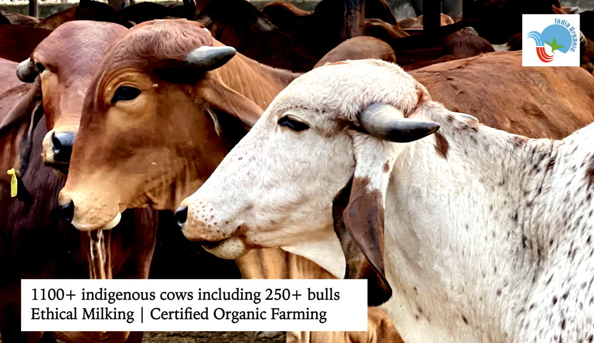 Hetha Organics - Cruelty Free Desi Cow Farms– Hetha Organics LLP