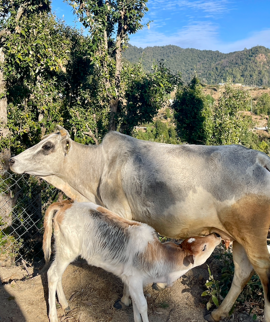 Himalayan Badri Cow A2 Ghee