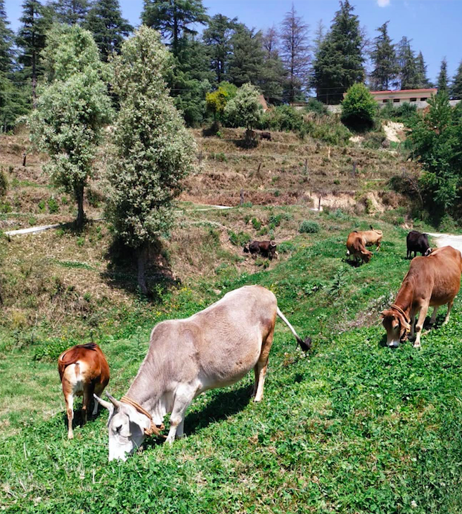 Himalayan Badri Cow A2 Ghee
